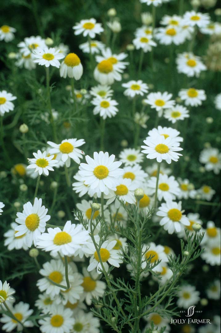 Chamomile | Boychuk Greenhouses