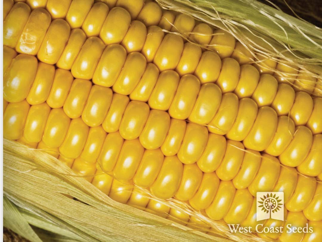 Corn - Gourmet Sweet | Boychuk Greenhouses