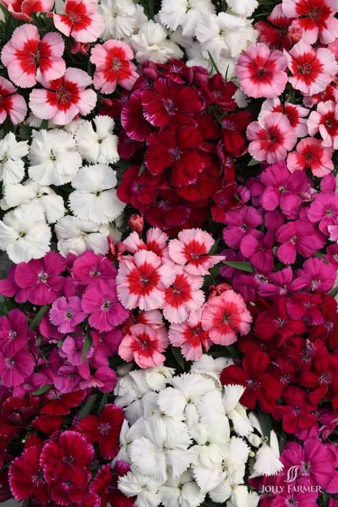 Dianthus - Annual | Boychuk Greenhouses