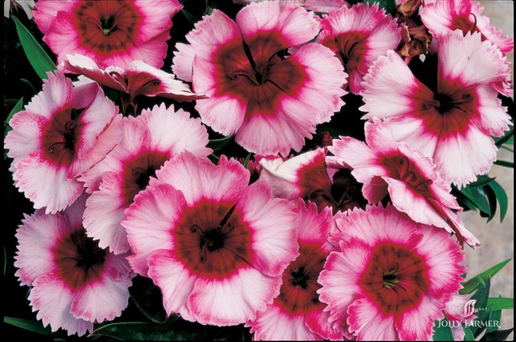 Dianthus - Annual | Boychuk Greenhouses