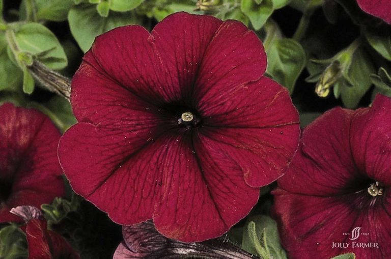 Petunia - Madness | Boychuk Greenhouses