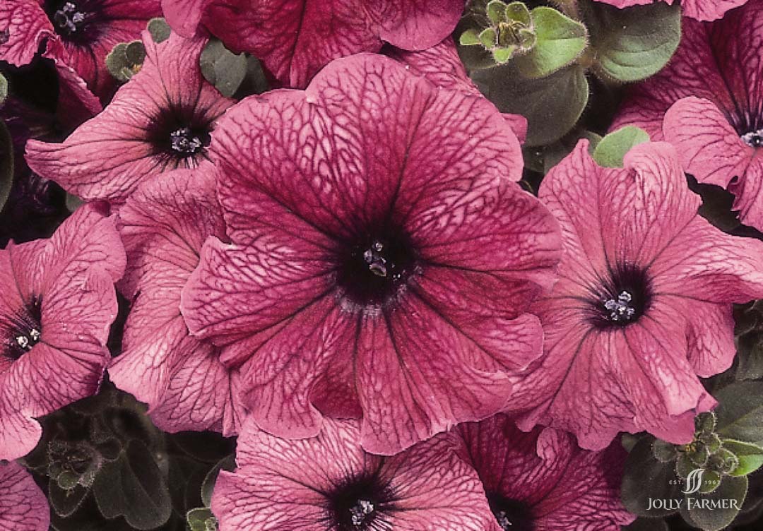 Petunia - Madness | Boychuk Greenhouses