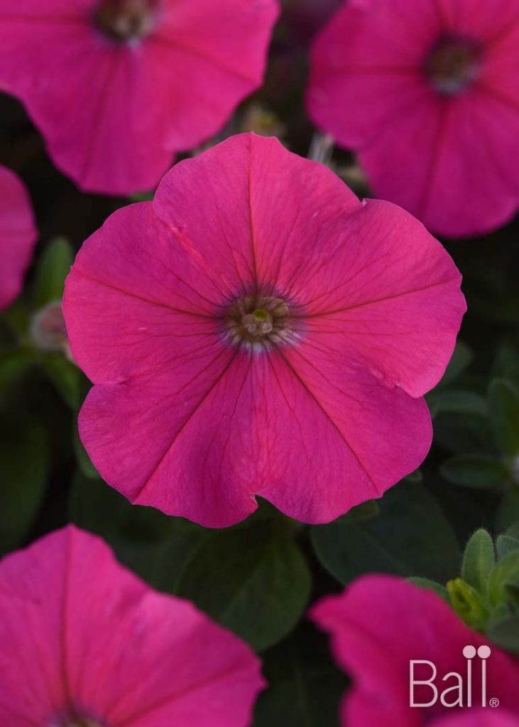Petunia - Madness | Boychuk Greenhouses