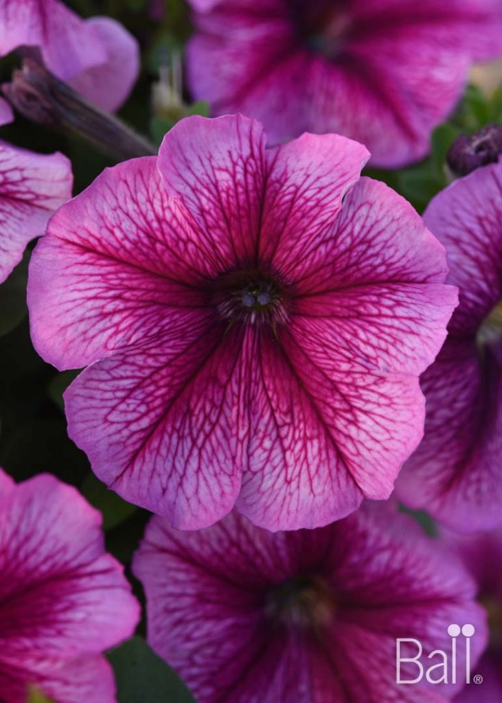 Petunia - Madness | Boychuk Greenhouses